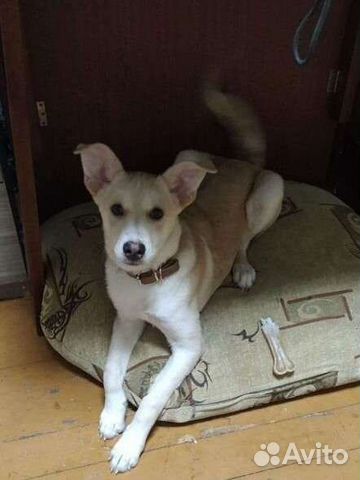 Девчуля щенок 4,5 мес