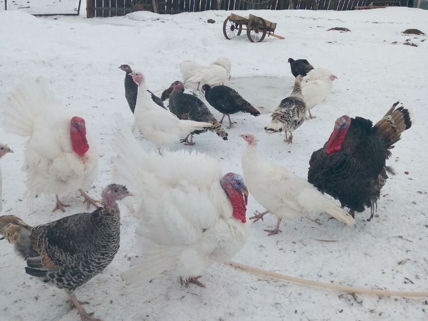 Семья индюков племенные