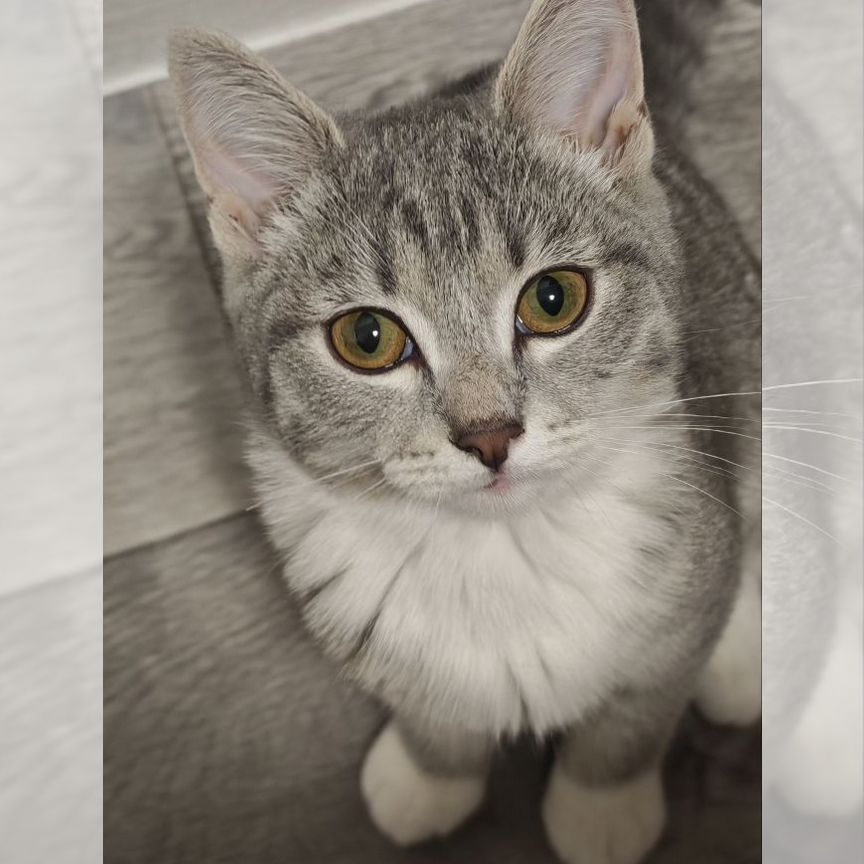 Британский короткошёрстный котёнок