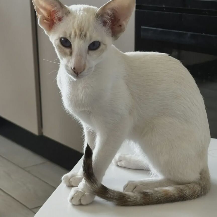 Ориентальная, взрослая кошка