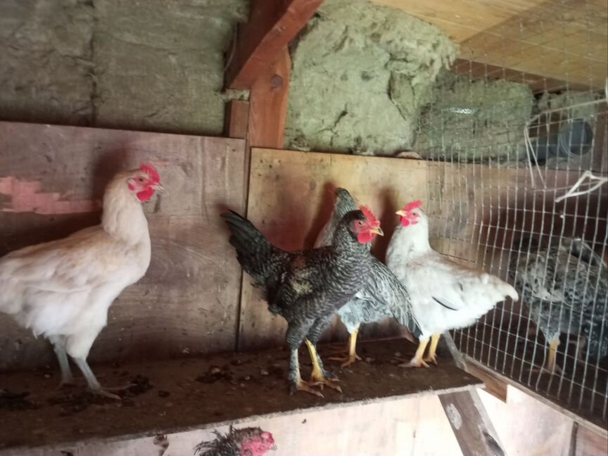 Питухи доминанты