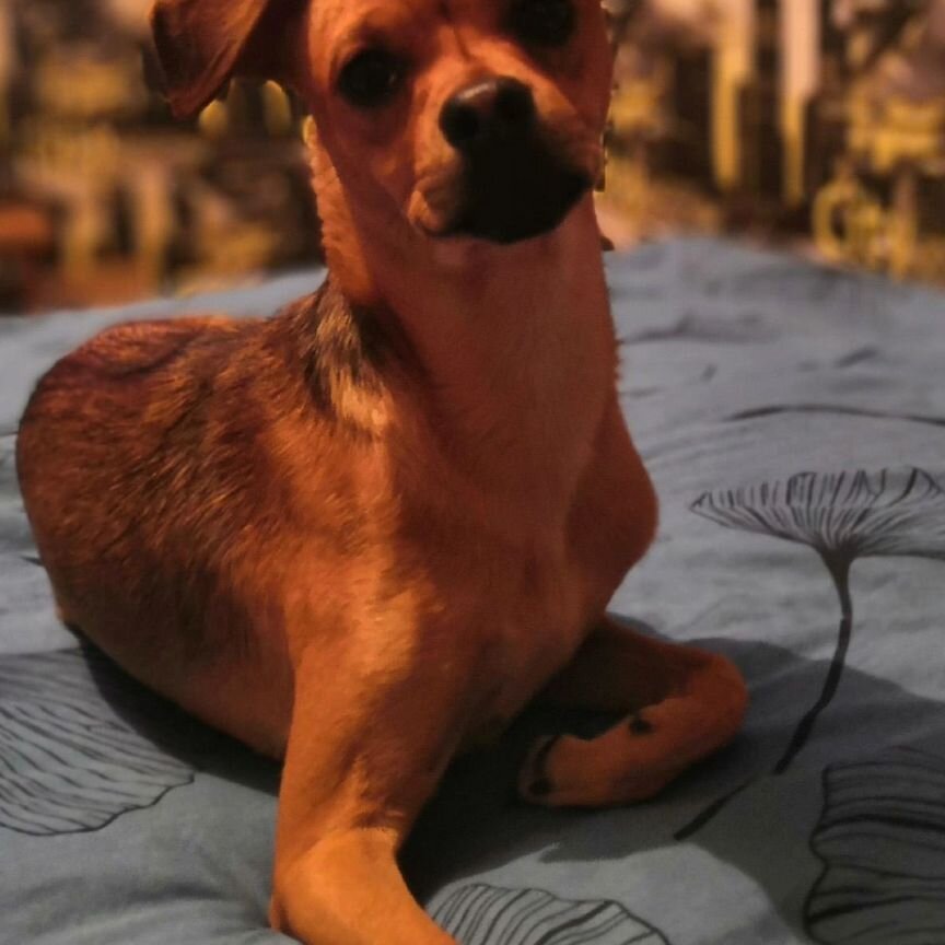 Английский той-терьер, взрослый пёс