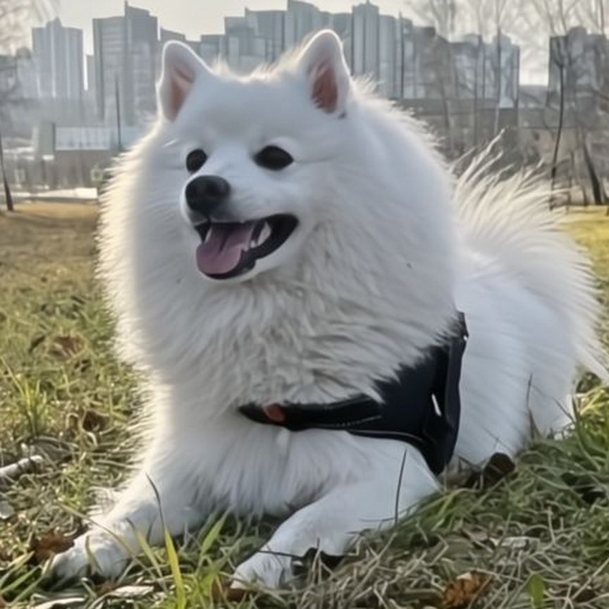 Японский шпиц, взрослый пёс