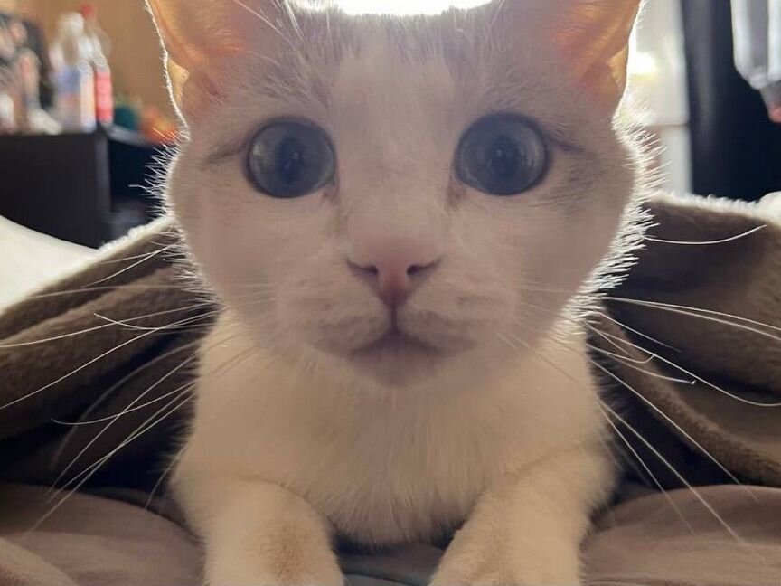 Отдам в добрые руки