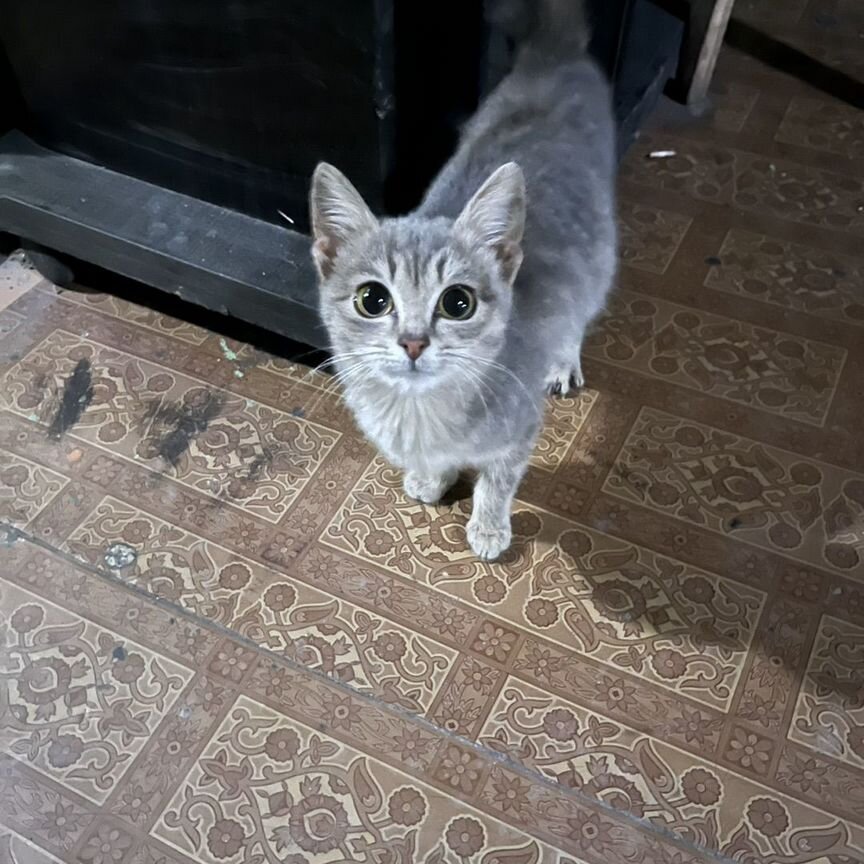 Котёнок в добрые руки