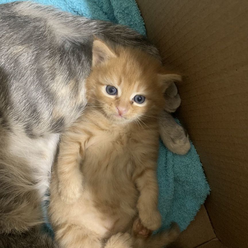 Котята в добрые руки