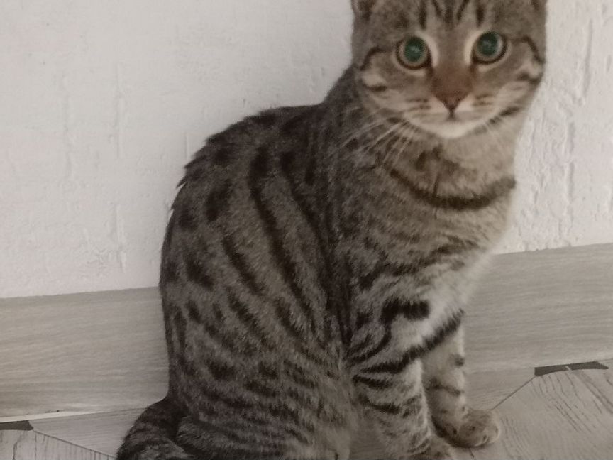 Кошка в дар
