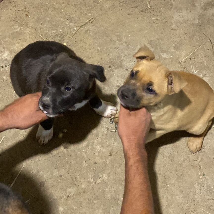 Продам щенков стафф