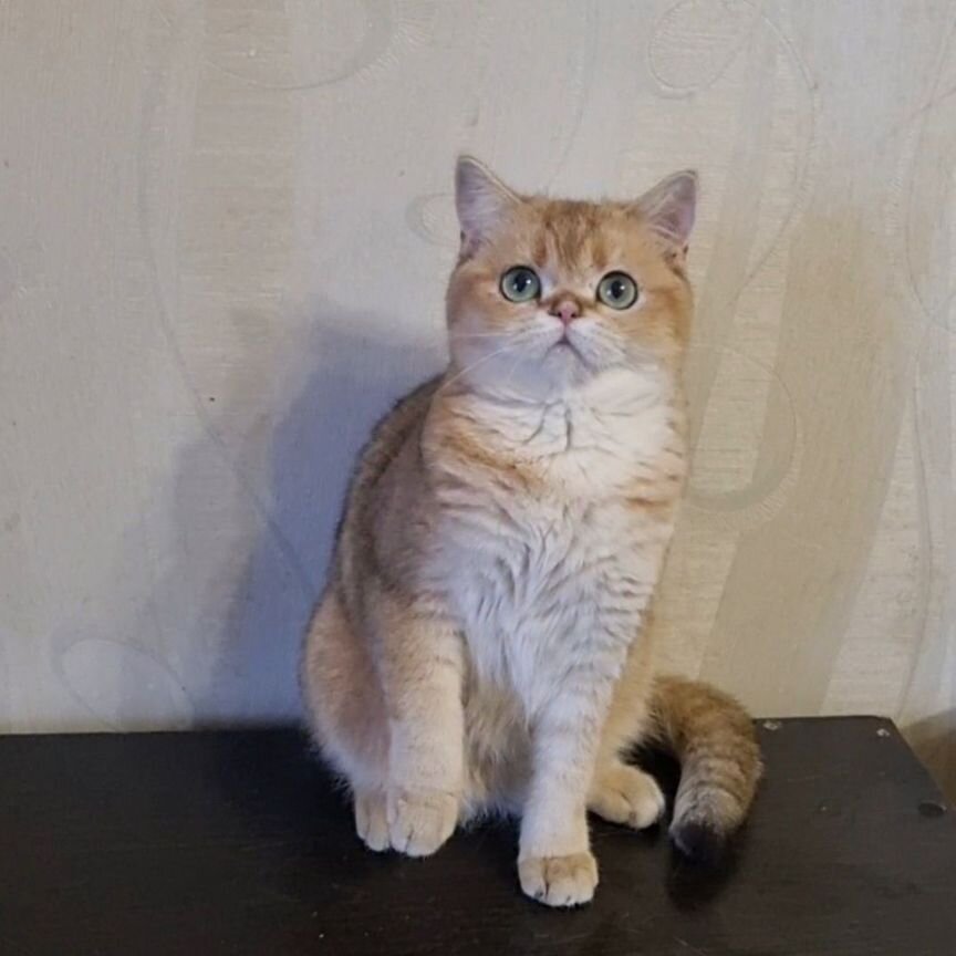 Мальчик золотая шиншилла