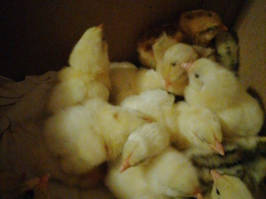 Цыплята бройлеры суточные