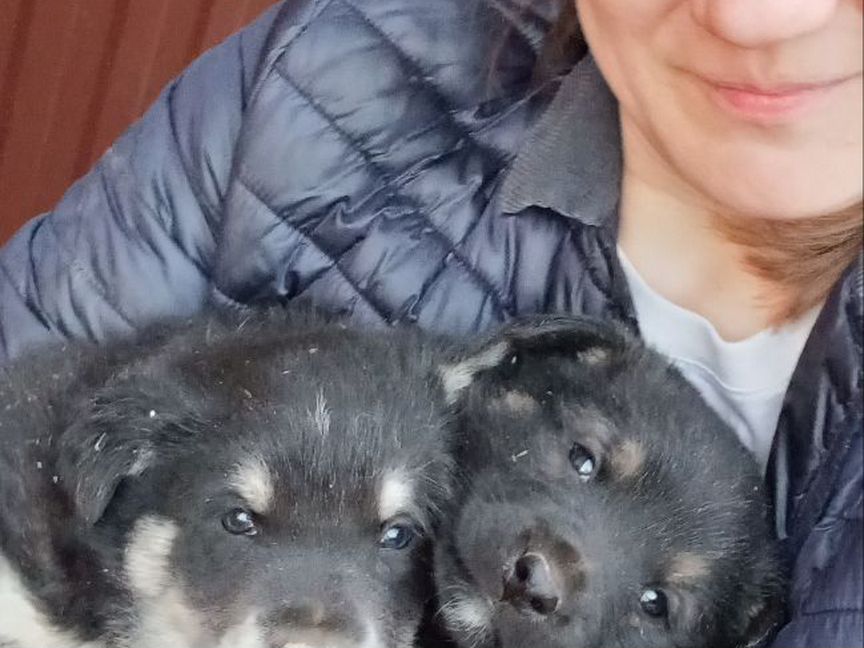 Отдам в добрые руки