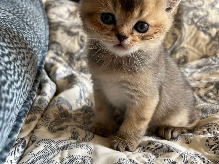 Шотландские котята