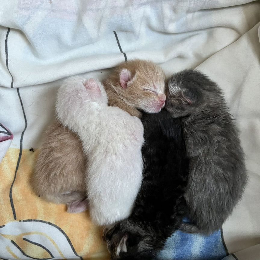 Отдам в добрые руки котят