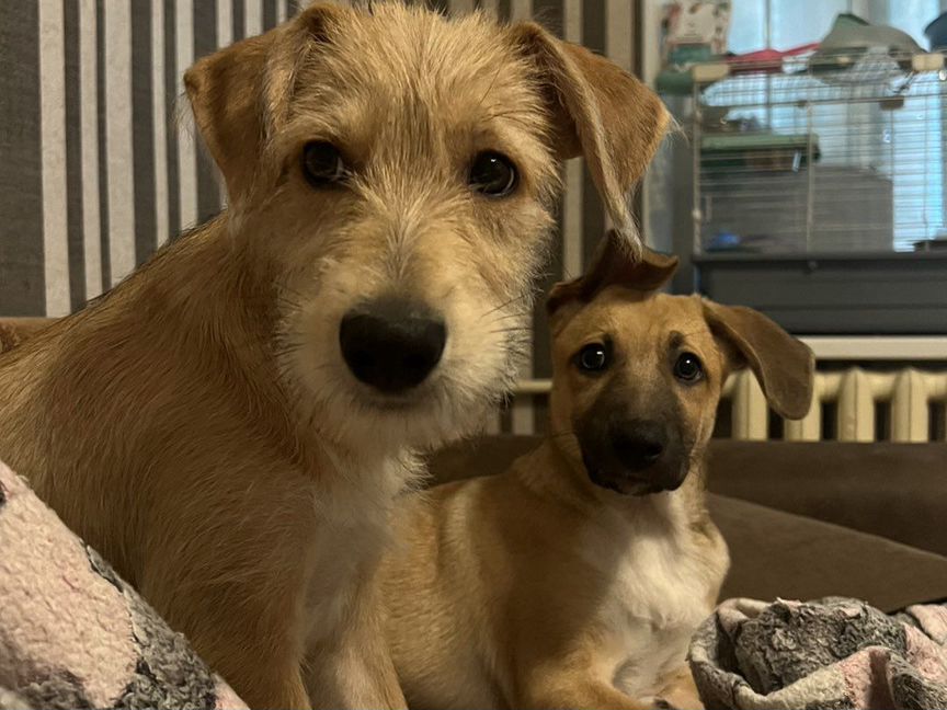 Собака в добрые руки отдам бесплатно