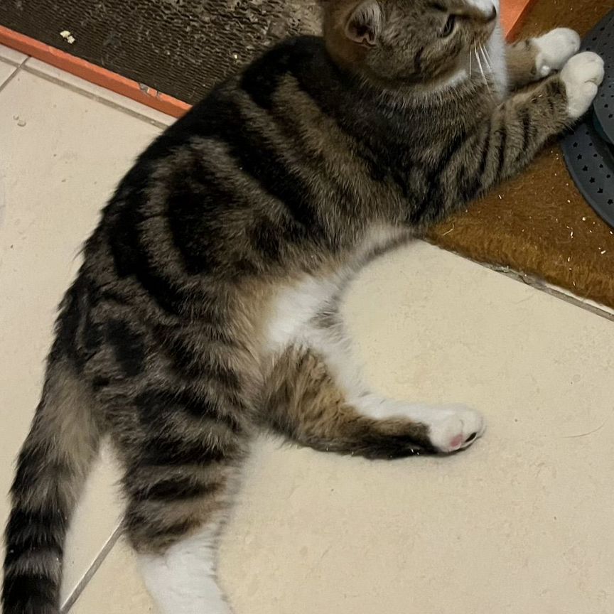 Мраморный котенок