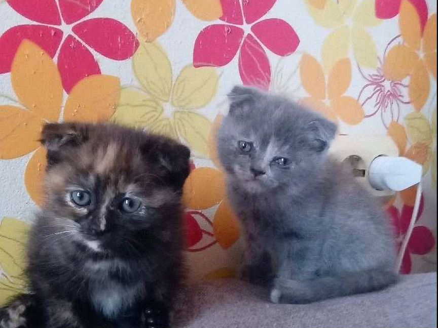 Отдам прекрасных котят