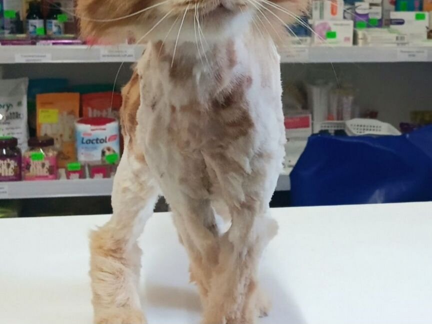 Кот ищет дом