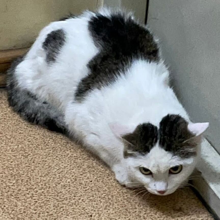 Взрослая кошка от частного владельца