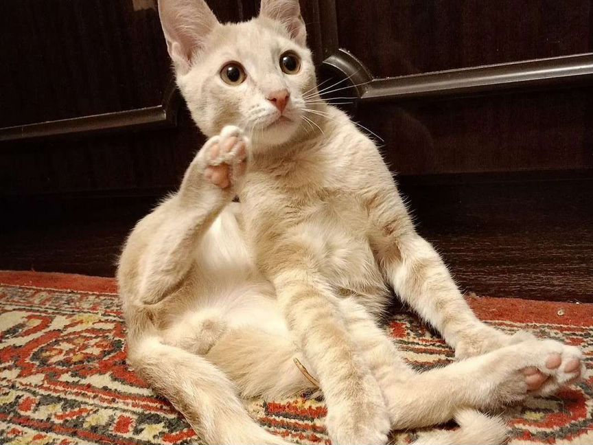 Котенок - мальчик Сахарок 3,5 месяца. Лоток отлич