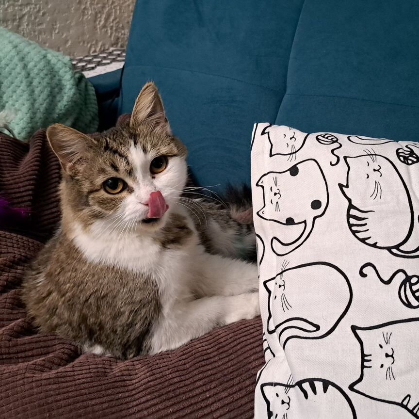 Кошки в добрые руки