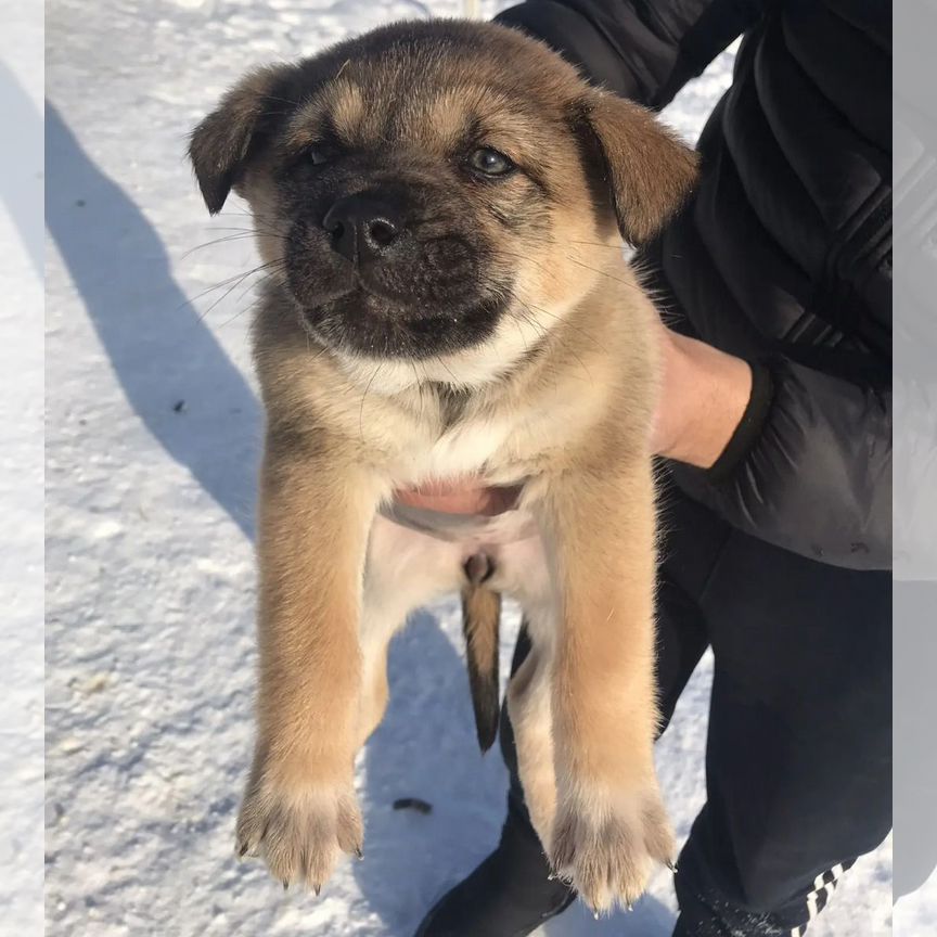 Щенок в добрые руки