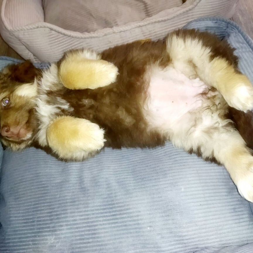 Собака в добрые руки щенок