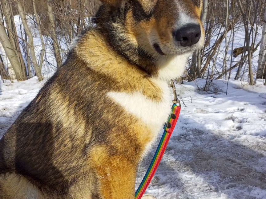 Собаки бесплатно в добрые руки