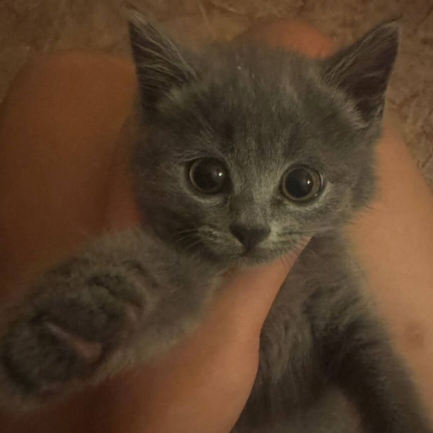 Котенок британец короткошерстный