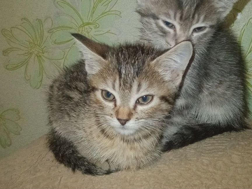 Котята 2 месяца