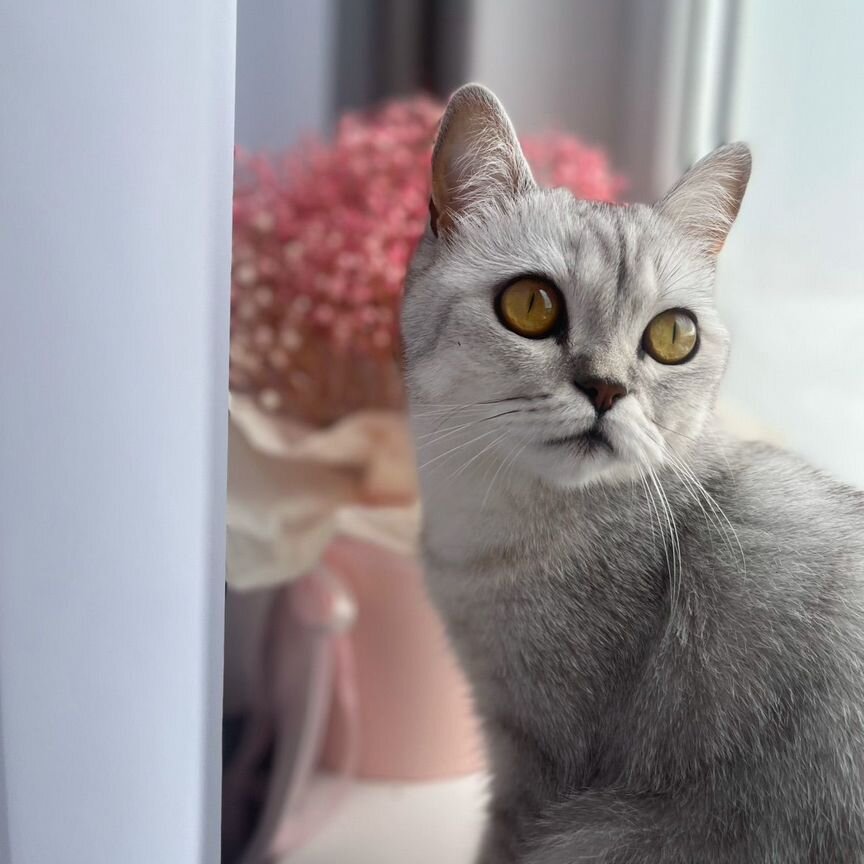 Кошка британка