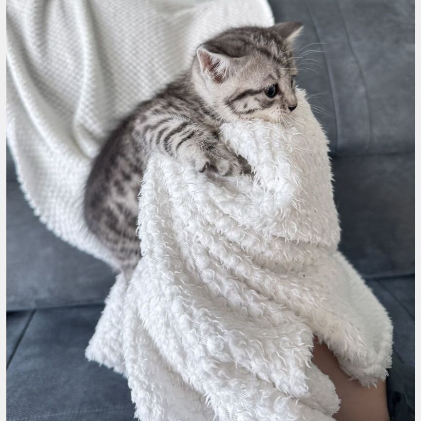 Котенок