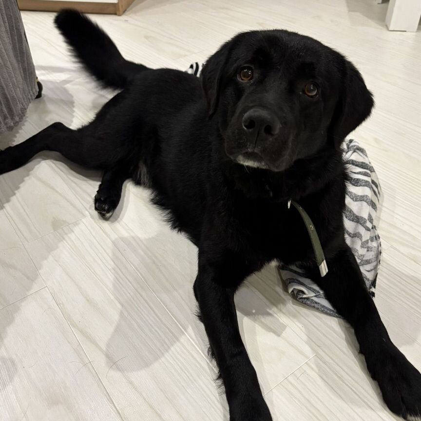 Лабрадор-ретривер, взрослый пёс