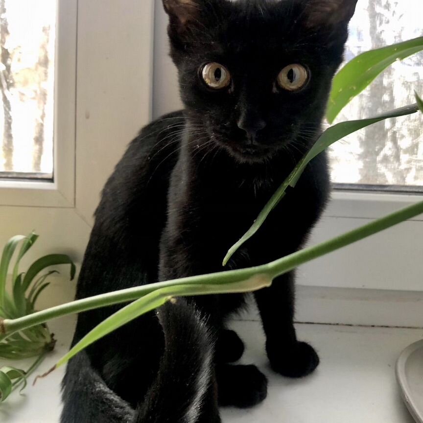 Красивый котенок кошка в теплый дом