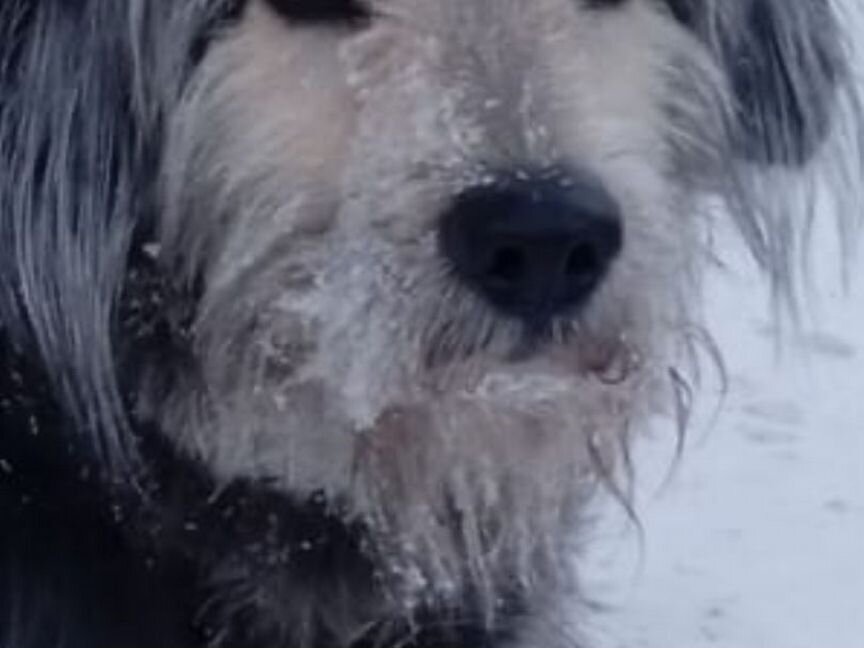 Пёс в добрые руки отдам бесплатно