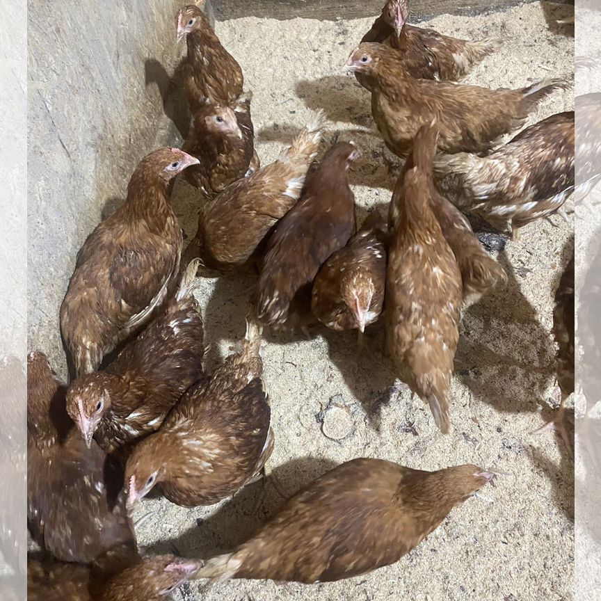 Куры молодки несушки