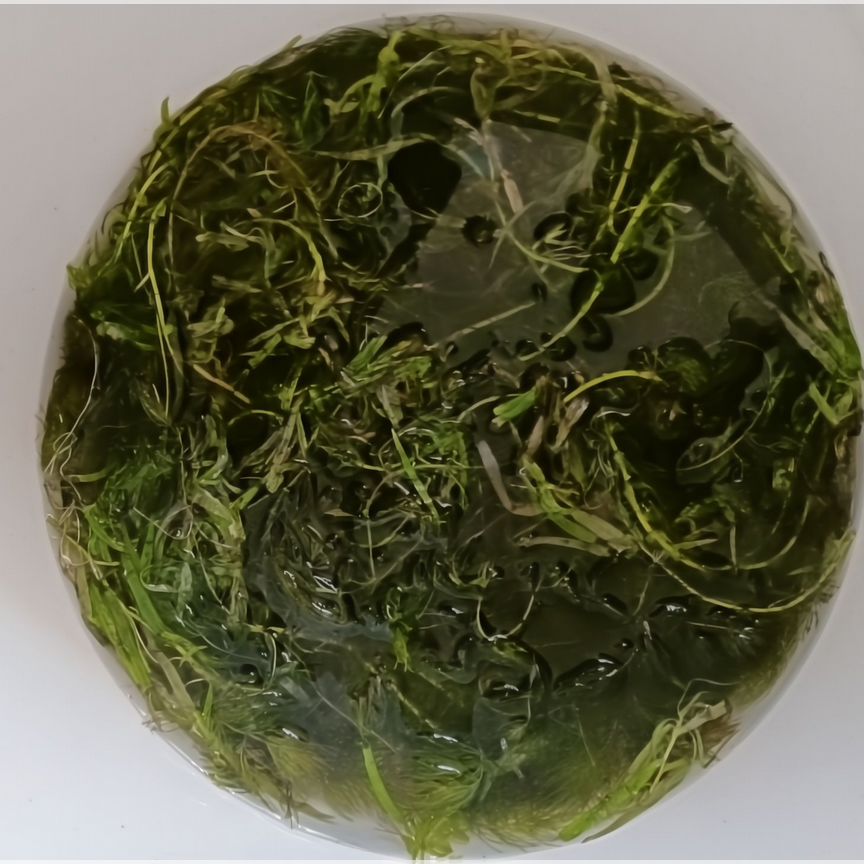 Аквариумные растения