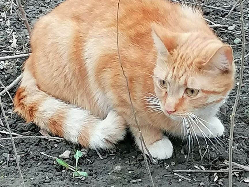 Рыжий кот умер хозяин