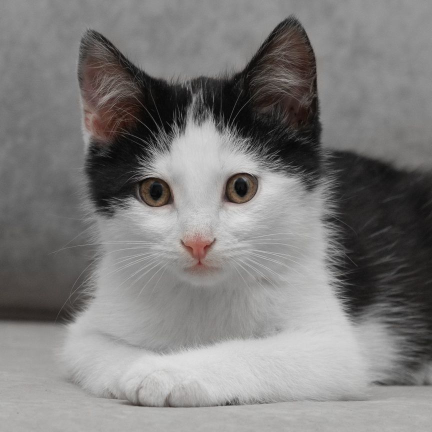 Зeфир, 3 месяца