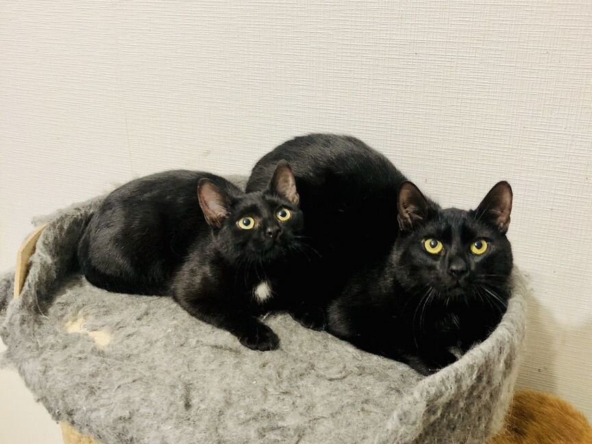 Котики в добрые руки
