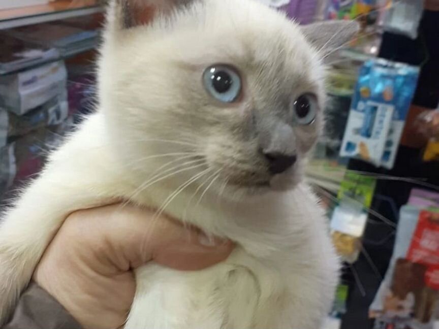 Сиамские котятки в Добрые руки