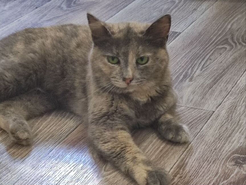 Кошка Китти ищет дом