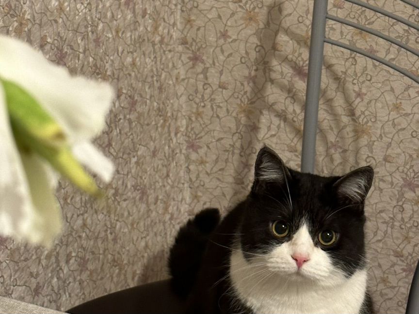 Отдам кота в добрые руки