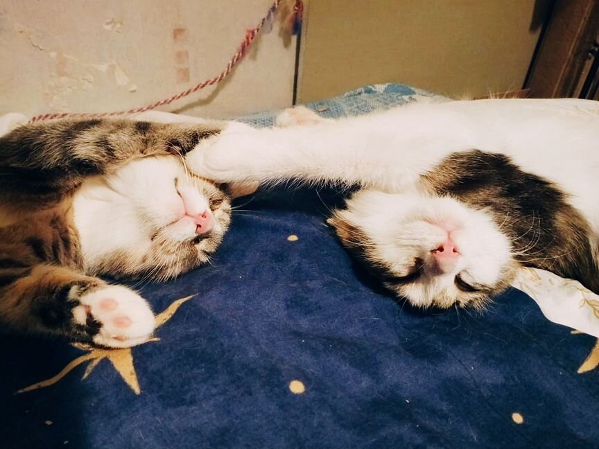 Котята братишки