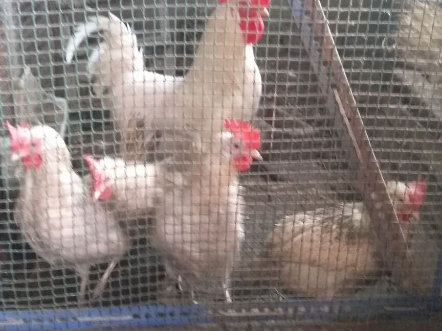 Куры и петух породы легорн