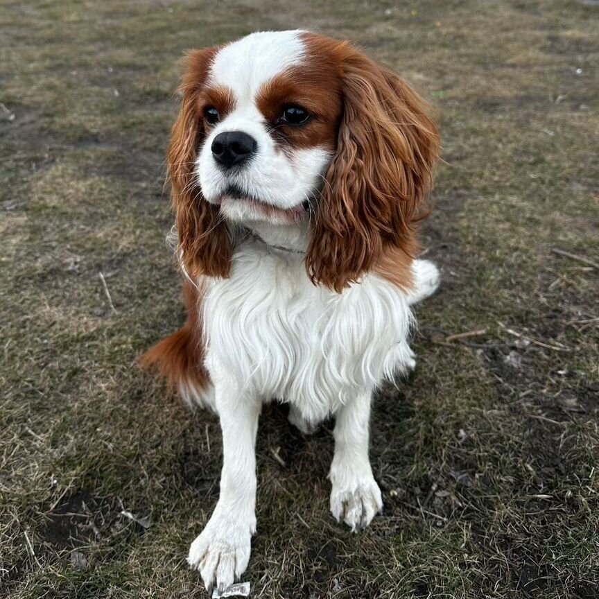 Кавалер кинг-чарльз-спаниель, вязка