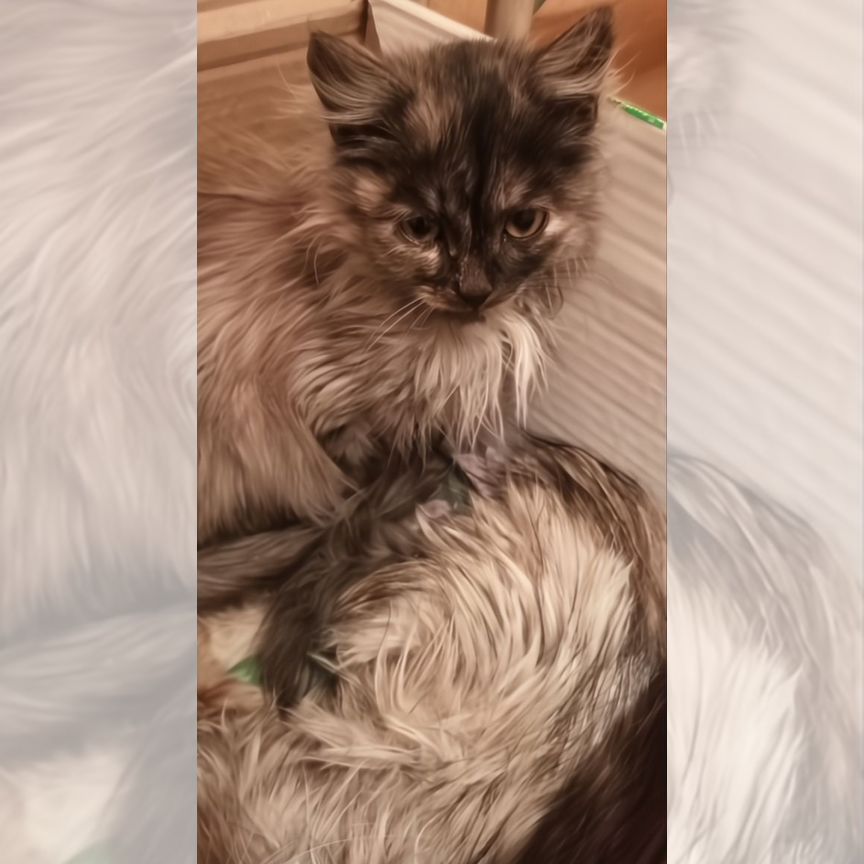 Котенок