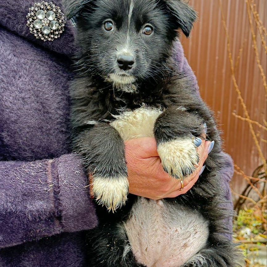 Боцман ищет дом