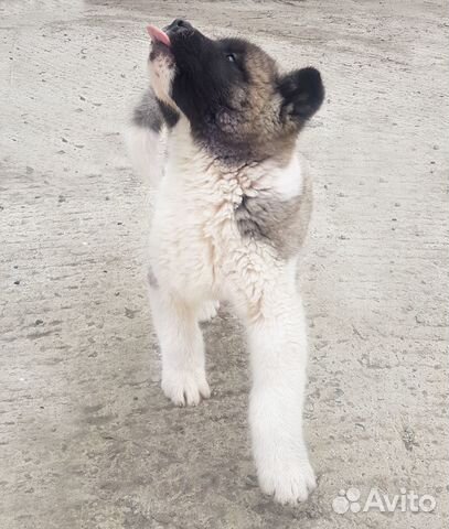 Щенки американской акиты купить в Аксае | Животные и зоотовары | Авито