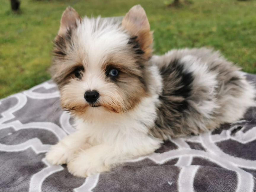 Мальчик бивер