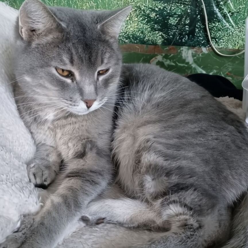 Взрослый кот в добрые руки